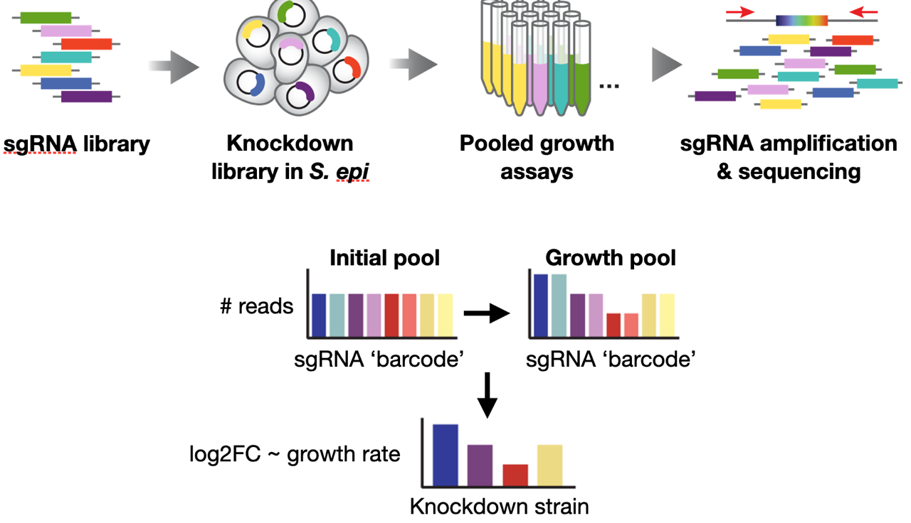 PUBLICATIONS – OH LAB